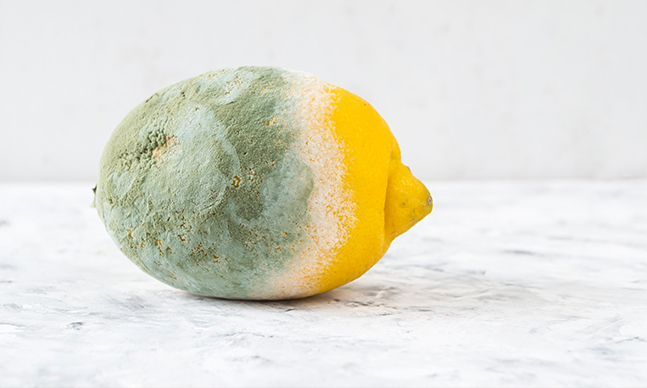 É perigoso consumir alimentos com bolor?