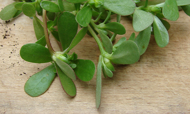 Beldroega: qual a sua importância nutricional?